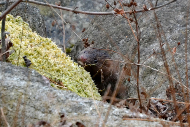 Woods Walks and Wildlife: Meeting a Mink, and Various Spring Sights