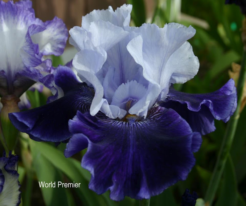 World of Irises: Irises: The Best and the Bluest, Part One