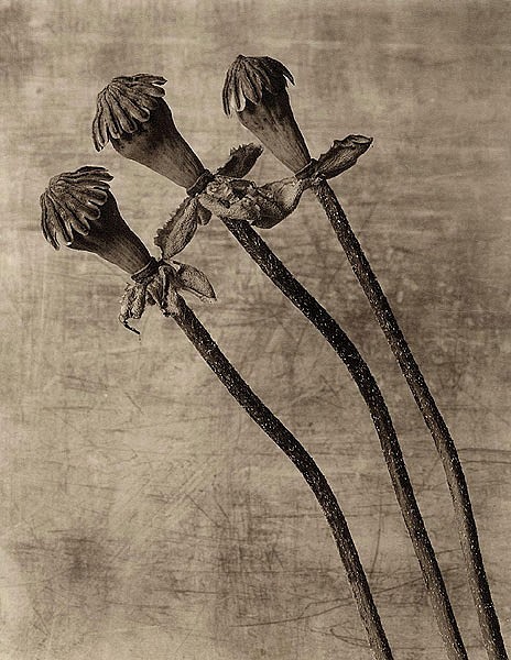 Los Grandes Fotografos: James Pitts (1953)