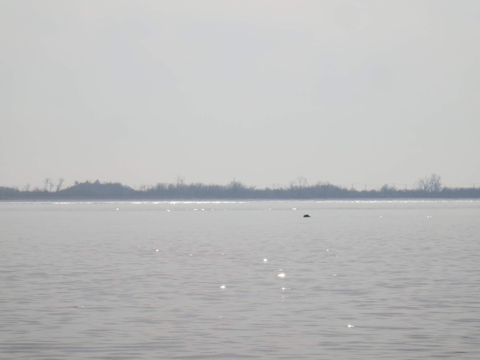 Frogma: Marine Park Bridge OOPS I mean Gerritsen Creek Paddle Feb. 3 ...
