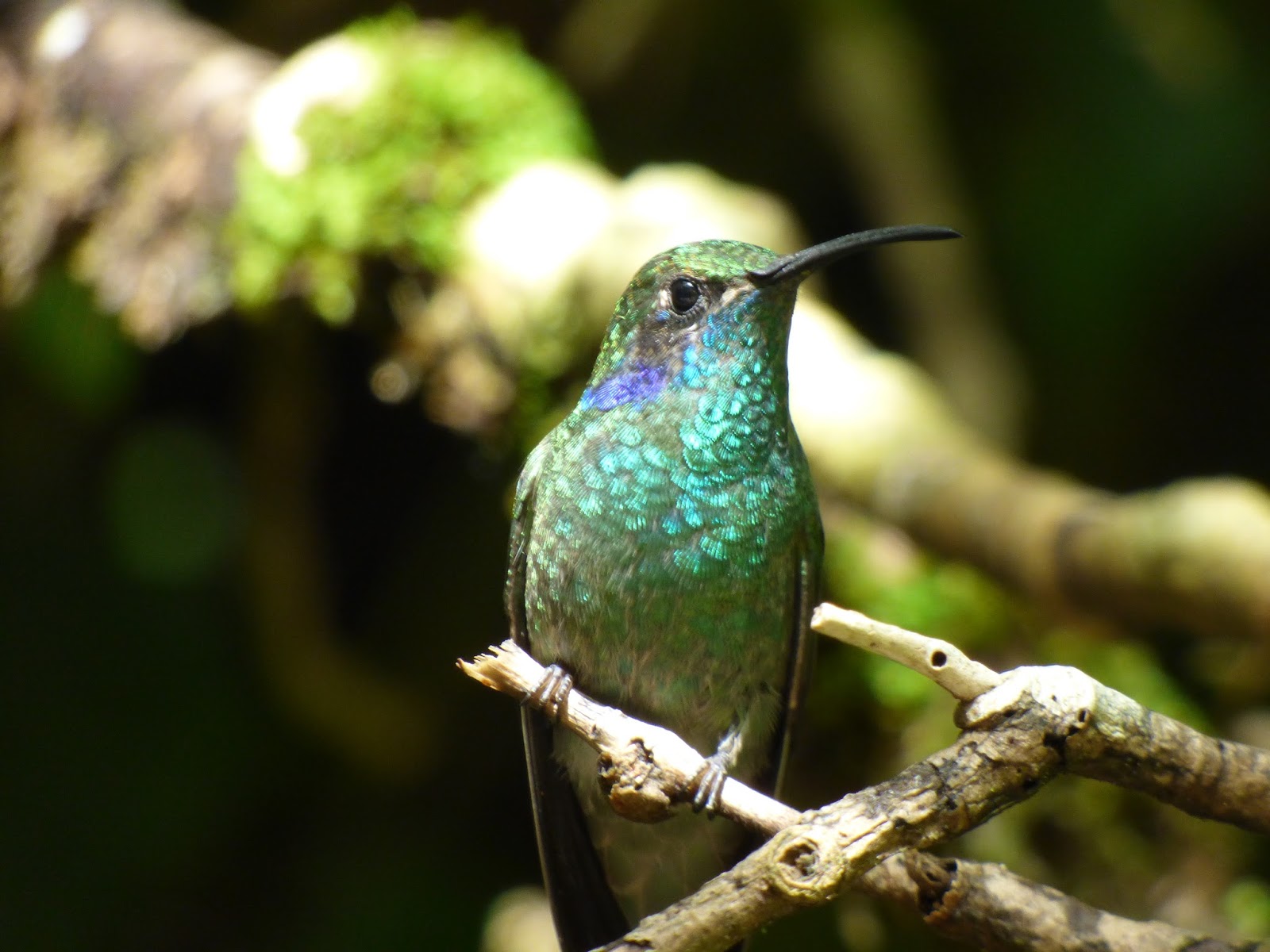 Fauna y Fotografía: Último día en Monteverde II: El Paraíso de los ...