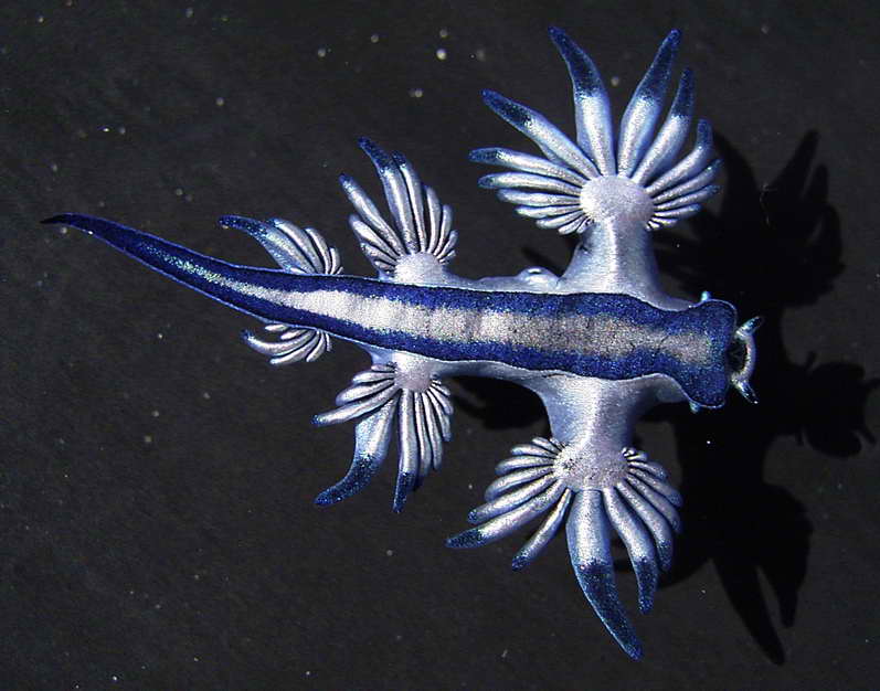 Un paseo por la zoología: Glaucus atlanticus ¿Realidad o ficción?