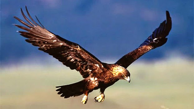 Information Dose: top 5 fastest flying birds on earth