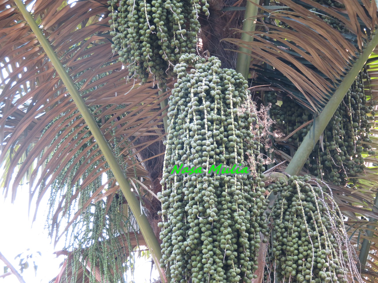 warna warni hidupku..............: Pokok Kabung / Aren