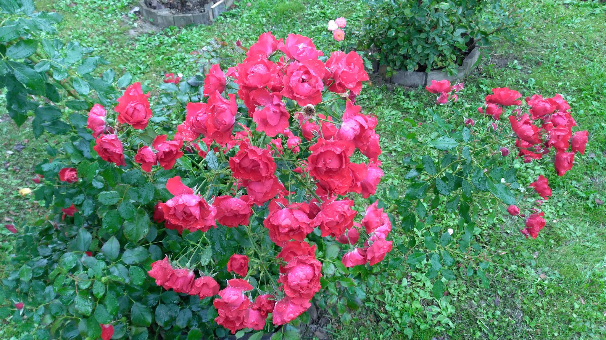 Ranczo Elma: Róża (Rosa) Black Forest Rose