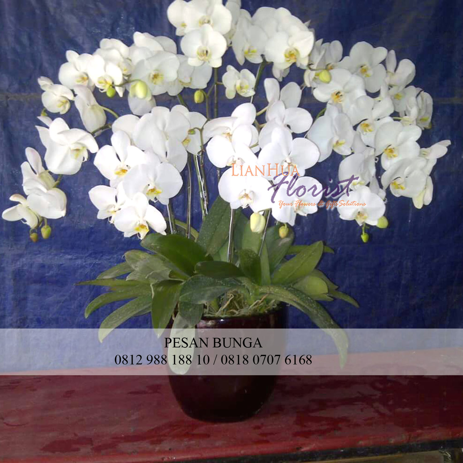 Bunga Meja Anggrek - 15 Bunga Online