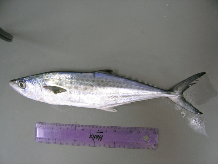 Mackerel Fish Live Characteristic Information - Horse Mackerel Fish ...