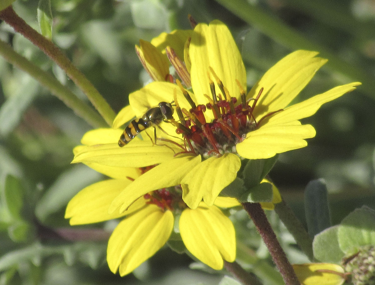 Mother Nature's Montrose Garden: Garden Pollinators: Syrphid flies ...