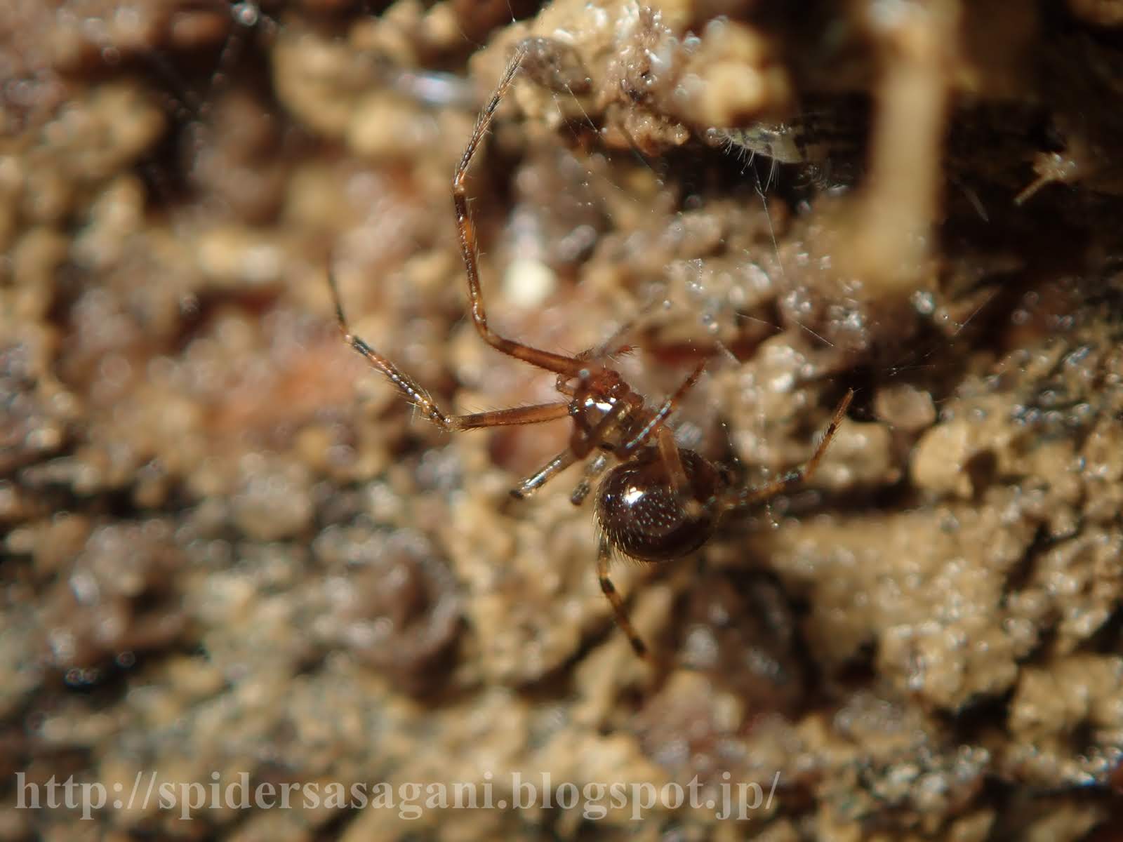 細蟹屋: Nesticidae ホラヒメグモ科