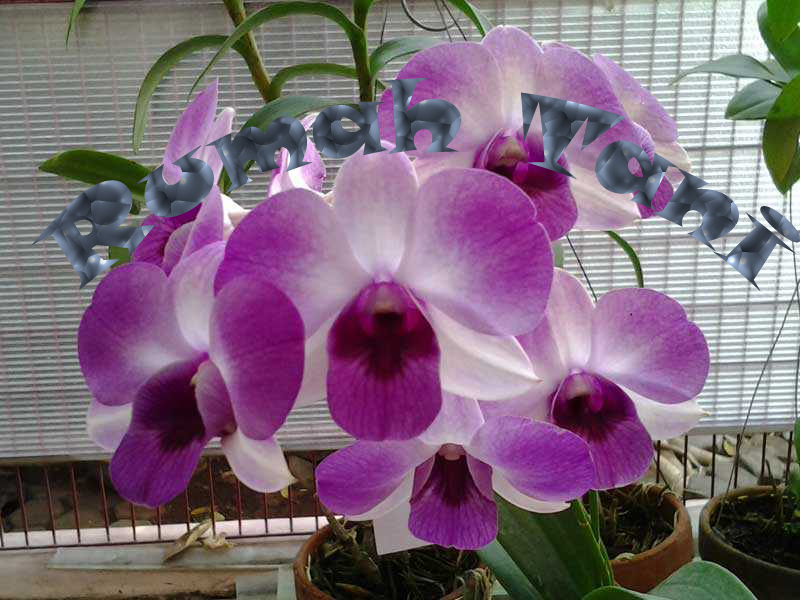 Paling Keren 25+ Lukisan Bunga Anggrek Sederhana - Gambar Bunga Indah