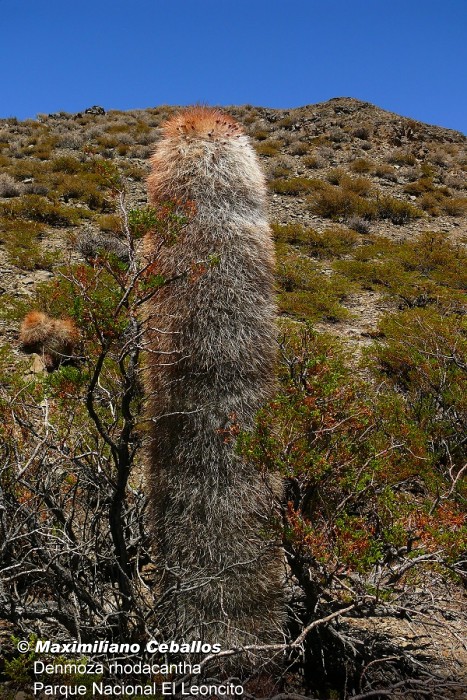 Argentina nativa: Denmoza rhodacantha