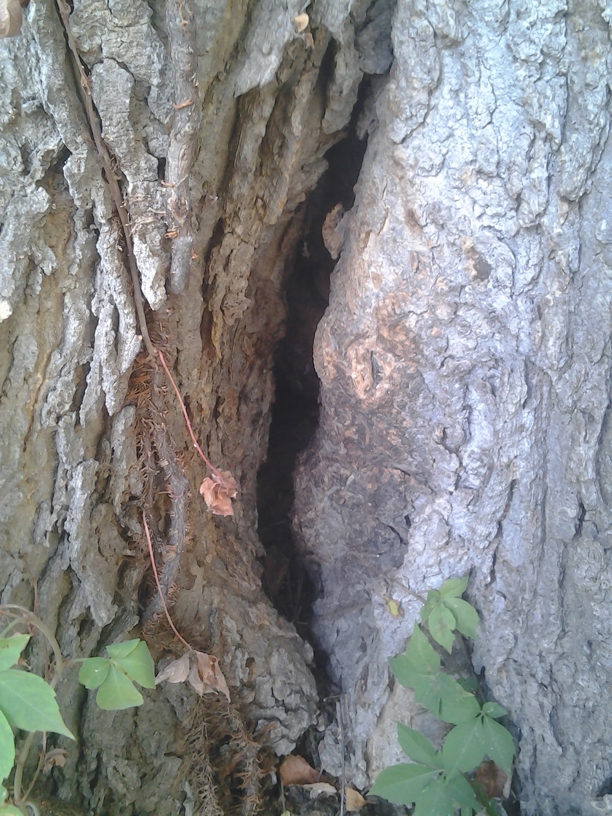 The Everwayan: The Gate Trees