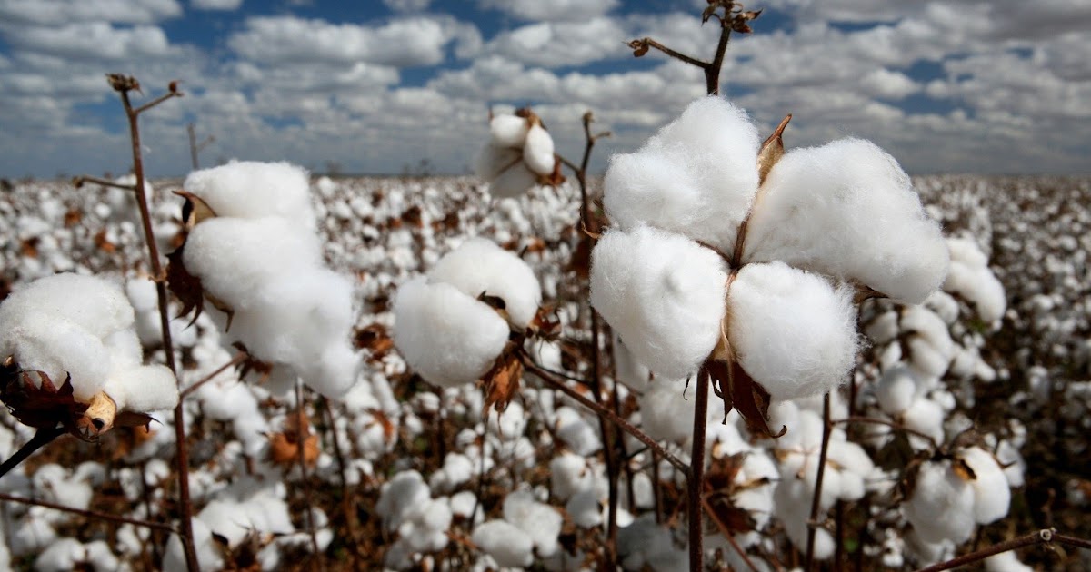 Export Genius List Of Cotton Importers Of Indonesia During 2014 export-genius-list-of-cotton-importers-of-indonesia-during-2014