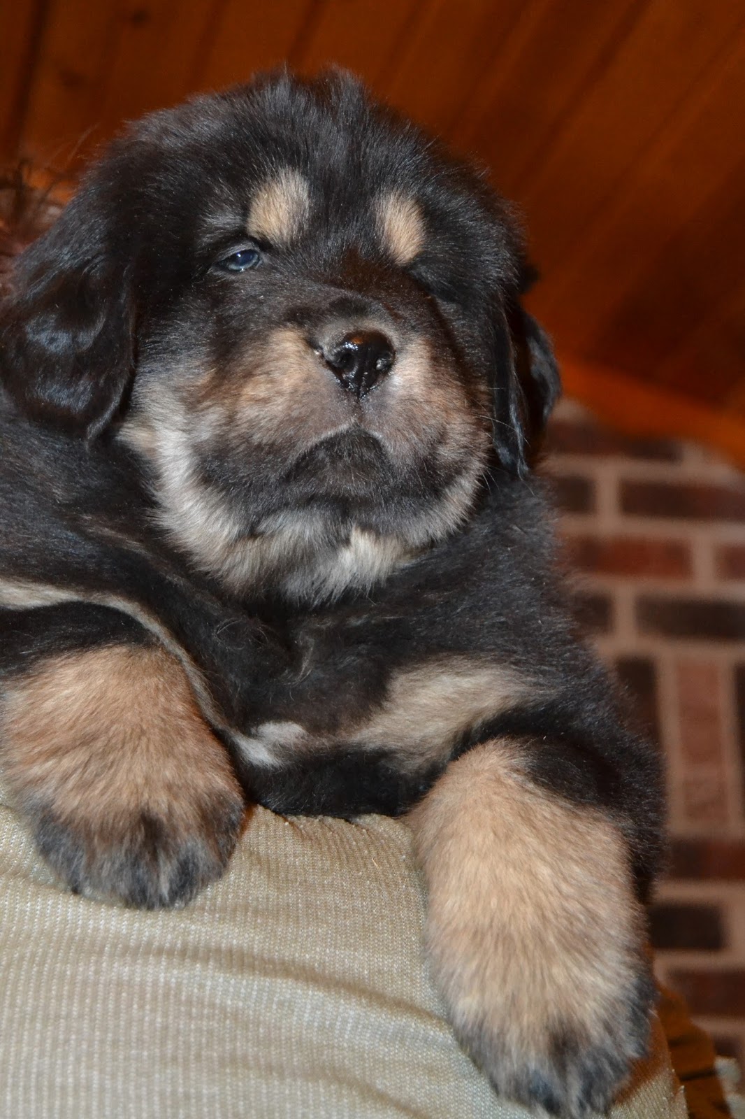 Sundog Tibetan Mastiffs