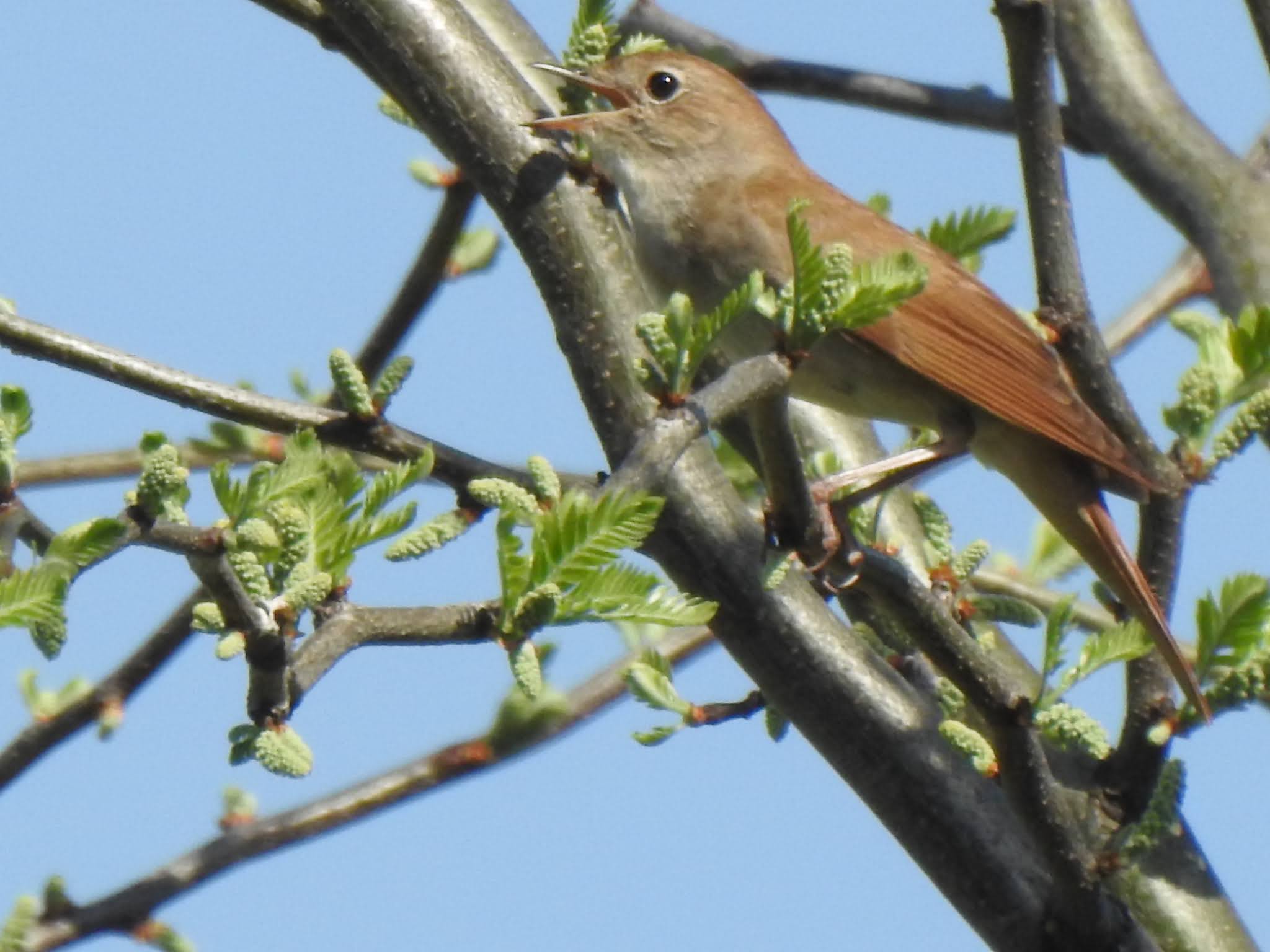 PASARI DIN ROMANIA: PRIVIGHETOARE DE ZAVOI, Luscinia luscinia