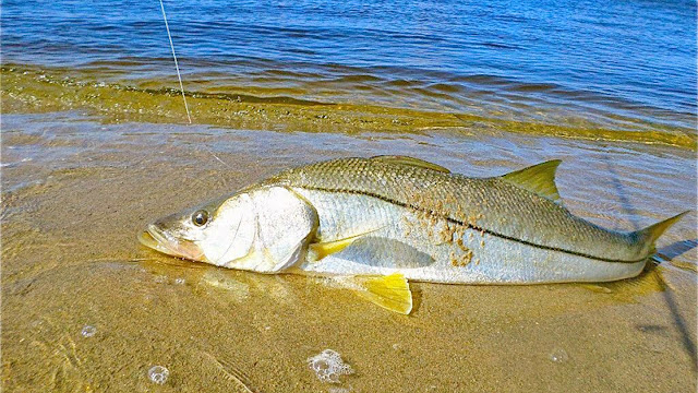 No Mar Profundo: Robalo-branco