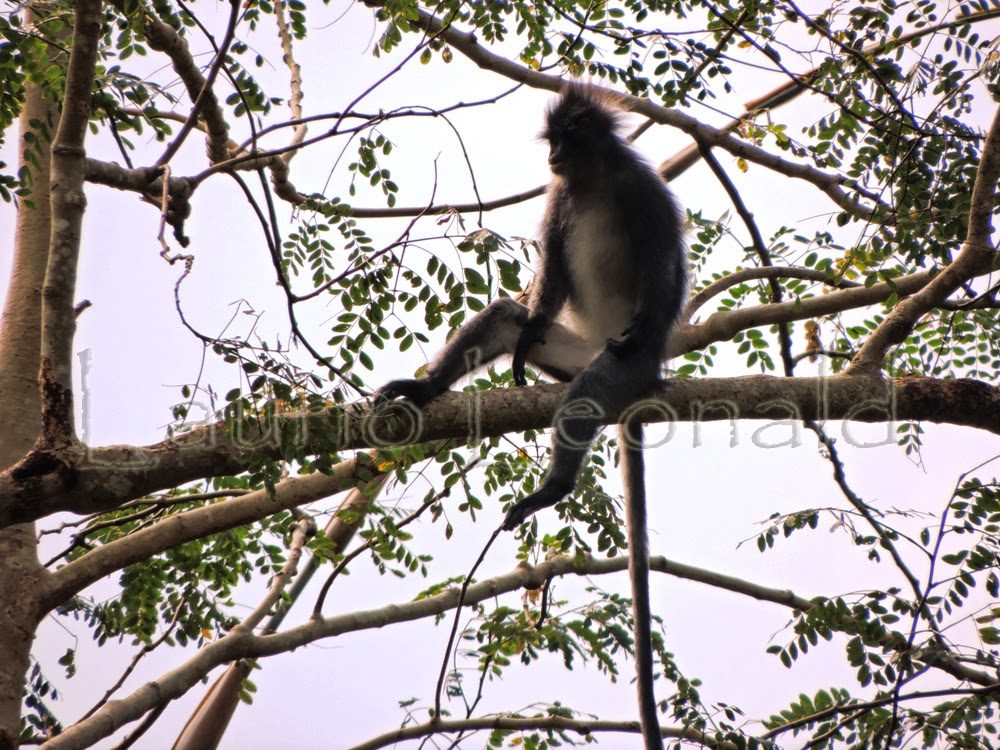 Presbytis comata - edukasi