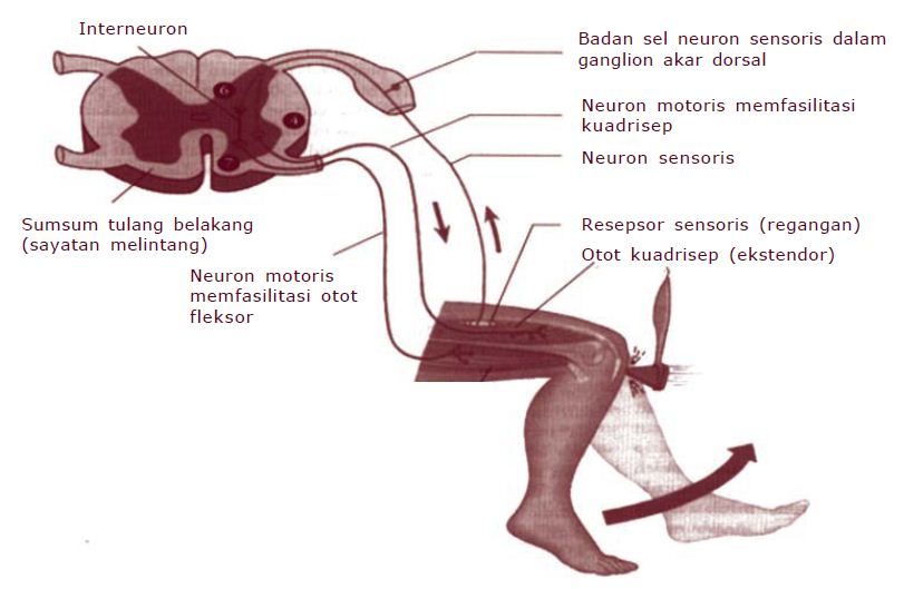 Mekanisme Gerak Reflek pada Manusia | Berpendidikan