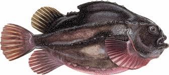 Fröken Dills kök: Gourmetfest med ful fisk