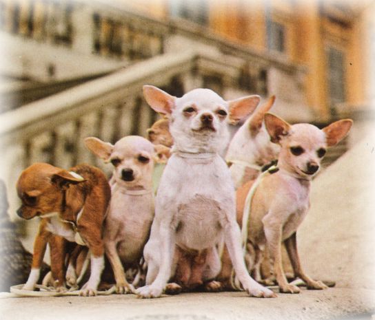 chihuahuas