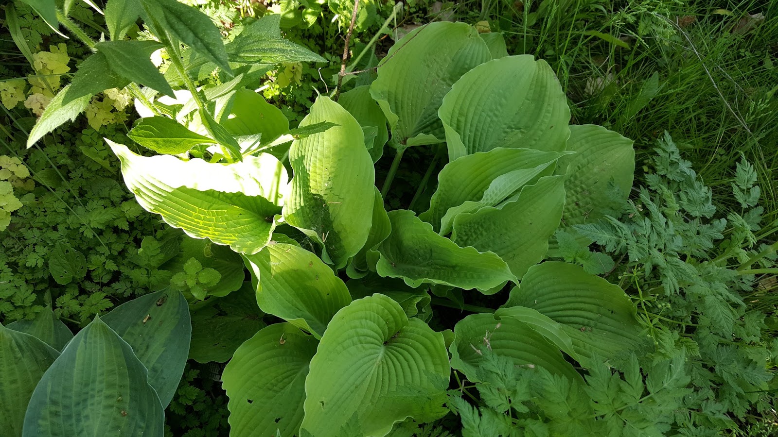 Gear Acres at Top of the Hill: Hosta Update