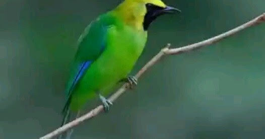 √ Cara Merawat Cucak Ranting Yang Baik Dan Benar Agar Cepat Gacorrr ...