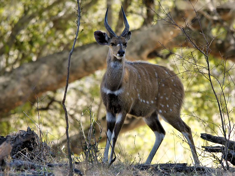 O Livro da Natureza: Antilopes