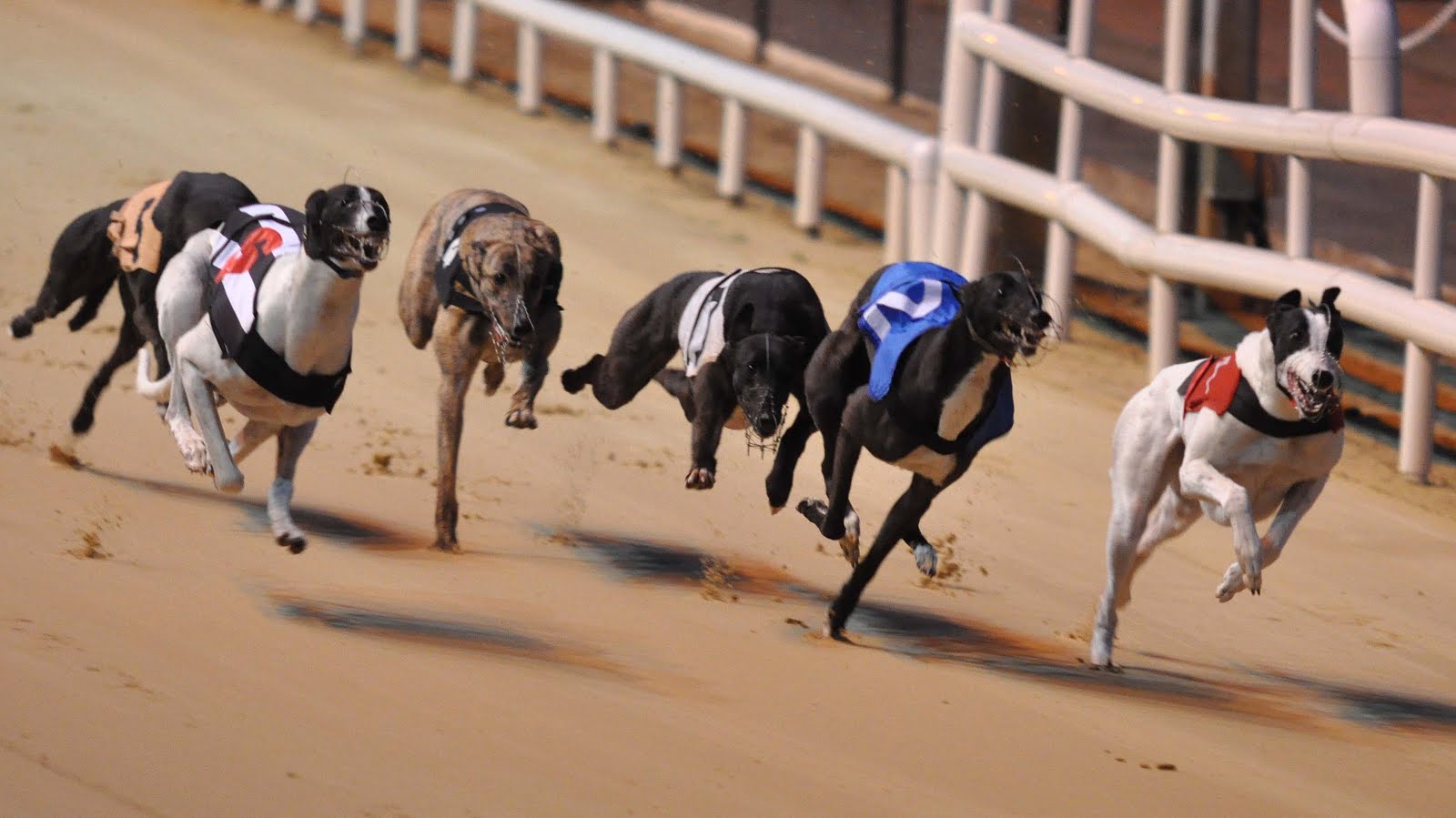 Greyhound Racing Grass Roots : The 2019 Con and Annie Kirby Memorial ...