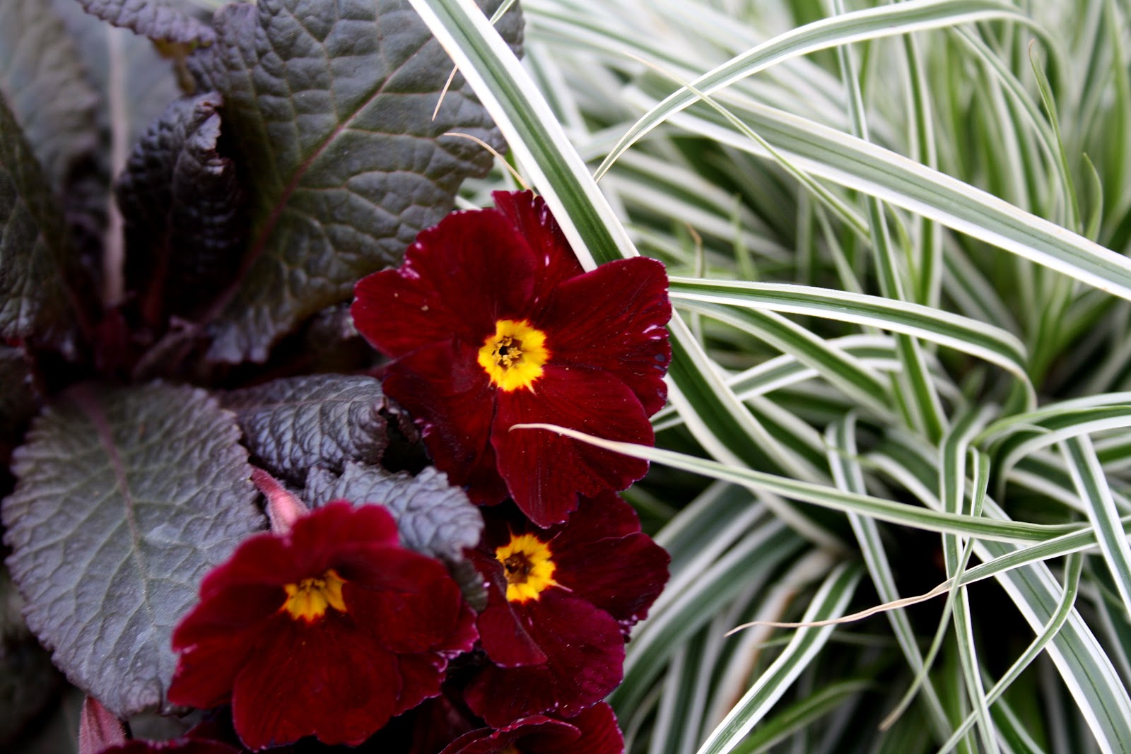 Irish Primrose Trials