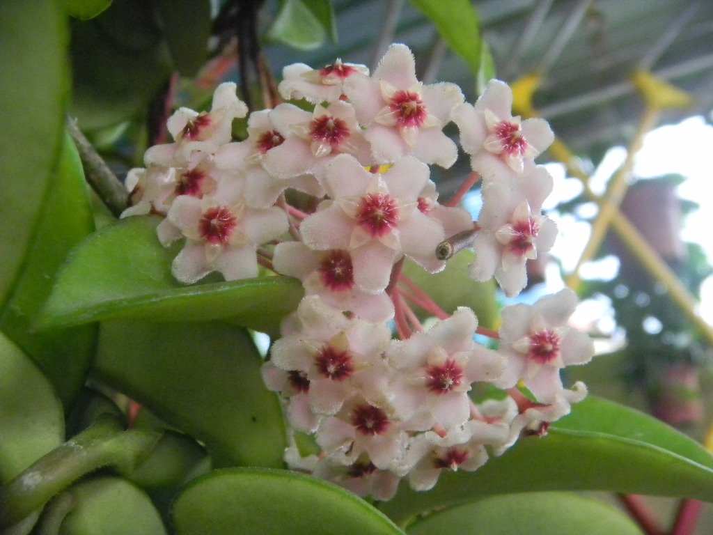 Bunga oh Bunga.....: Hoya Carnosa...