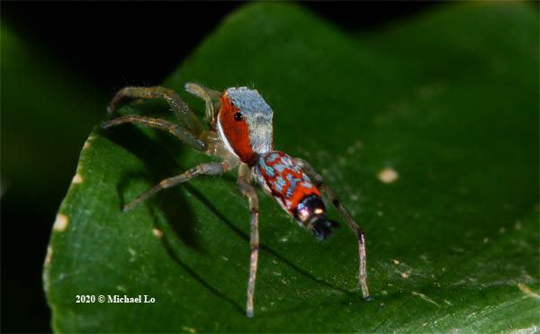 The rainforests of Borneo & Southeast Asia: Spectacular Iridescent ...