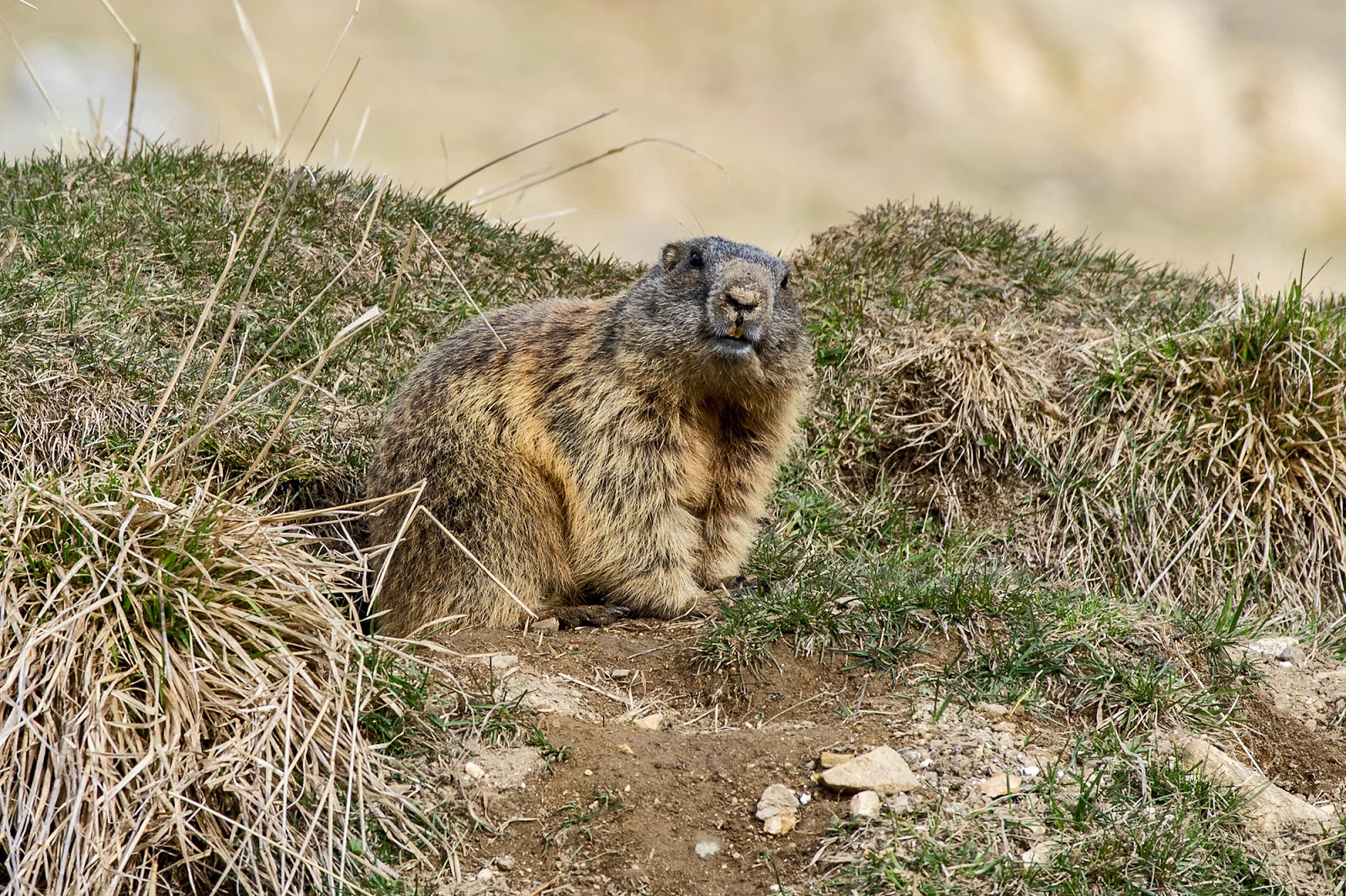 4 passi in Val di Sole: Il risveglio delle marmotte sui monti di Vermiglio