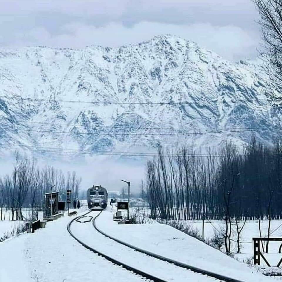 CHINAR SHADE : SRINAGAR RAILWAY STATION