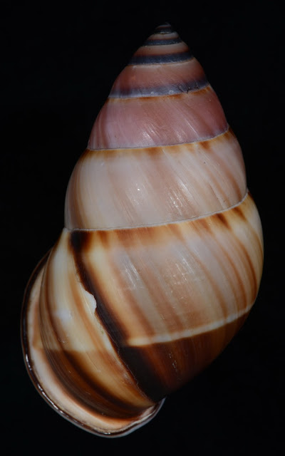 Dr. Lee's Gallery Museum: Amphidromus inversus annamiticus 53.03mm ...