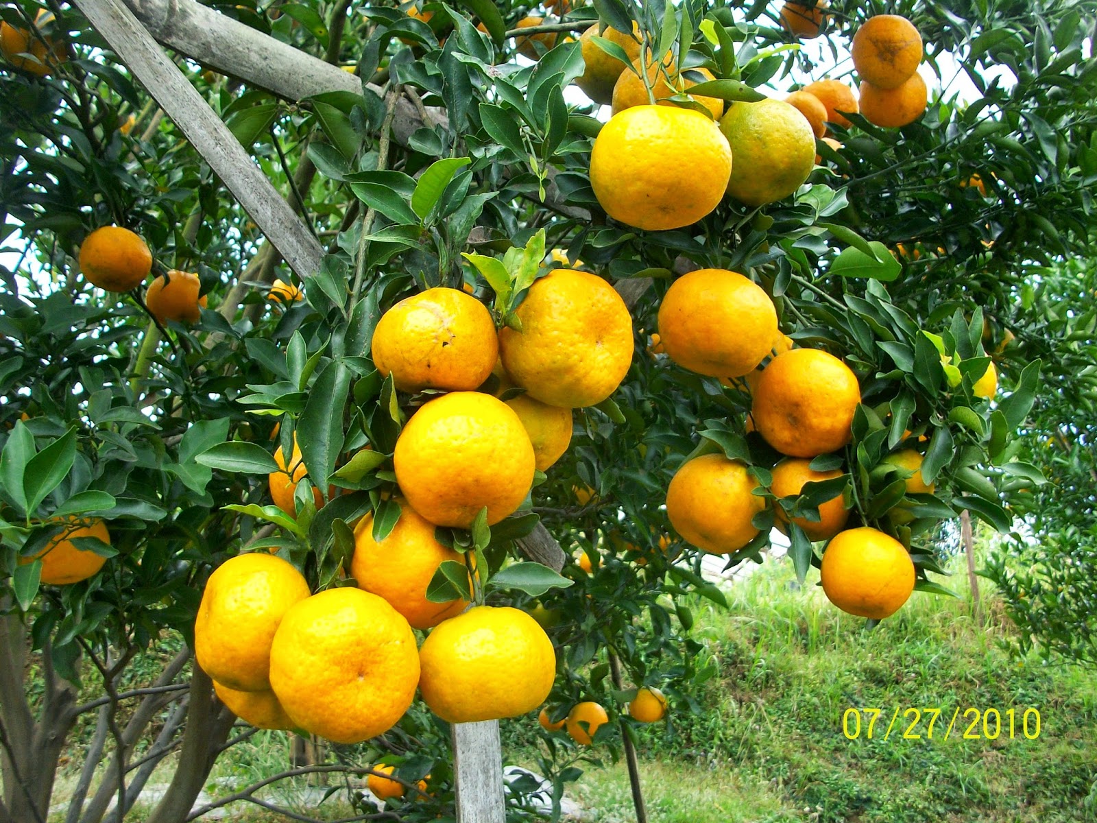 Mengenal Jeruk Garut ~ Eva Latifha N. H.