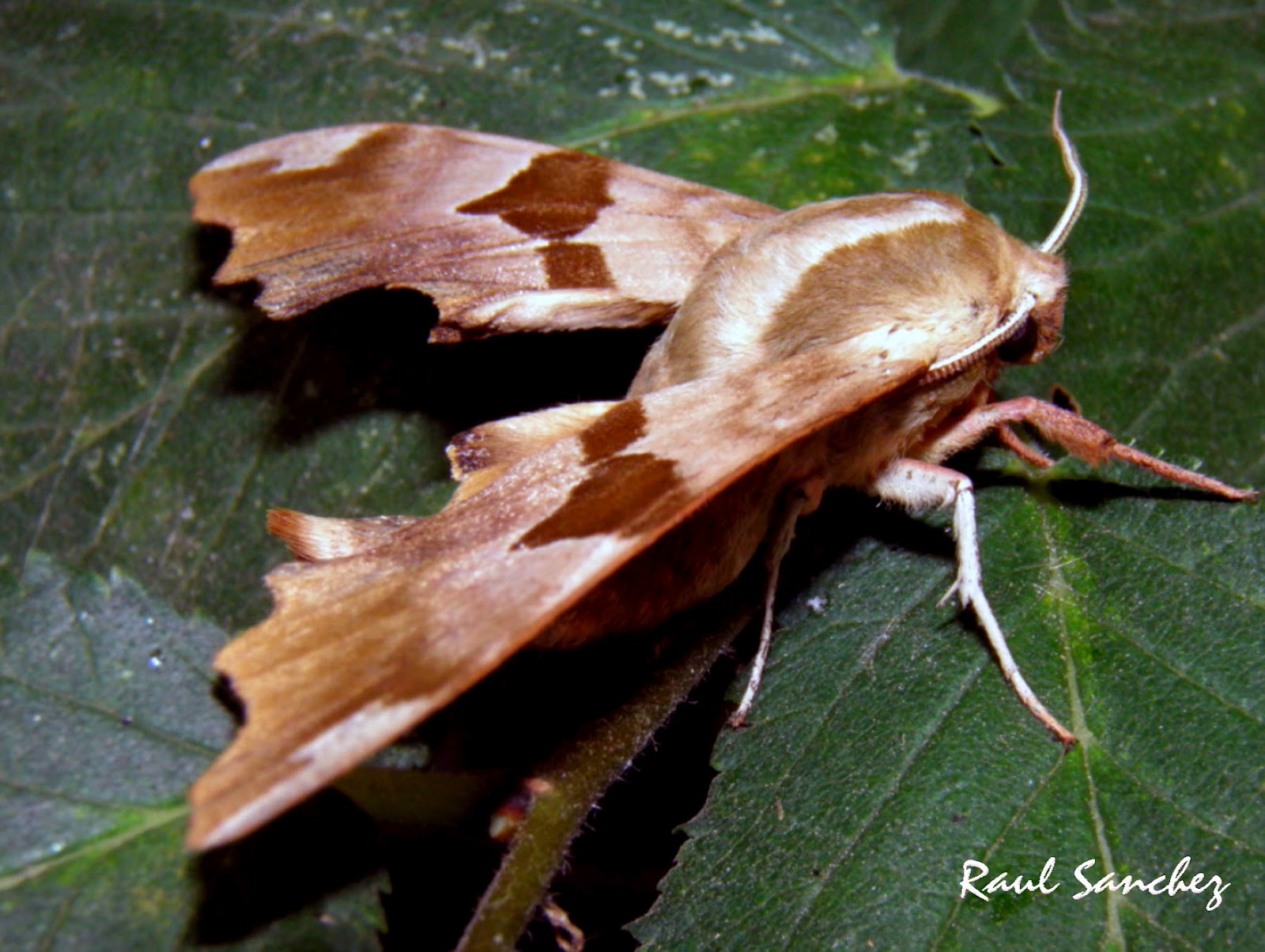 Naturaleza Viva : Polilla (Mimas tiliae ) familiaSphingidae