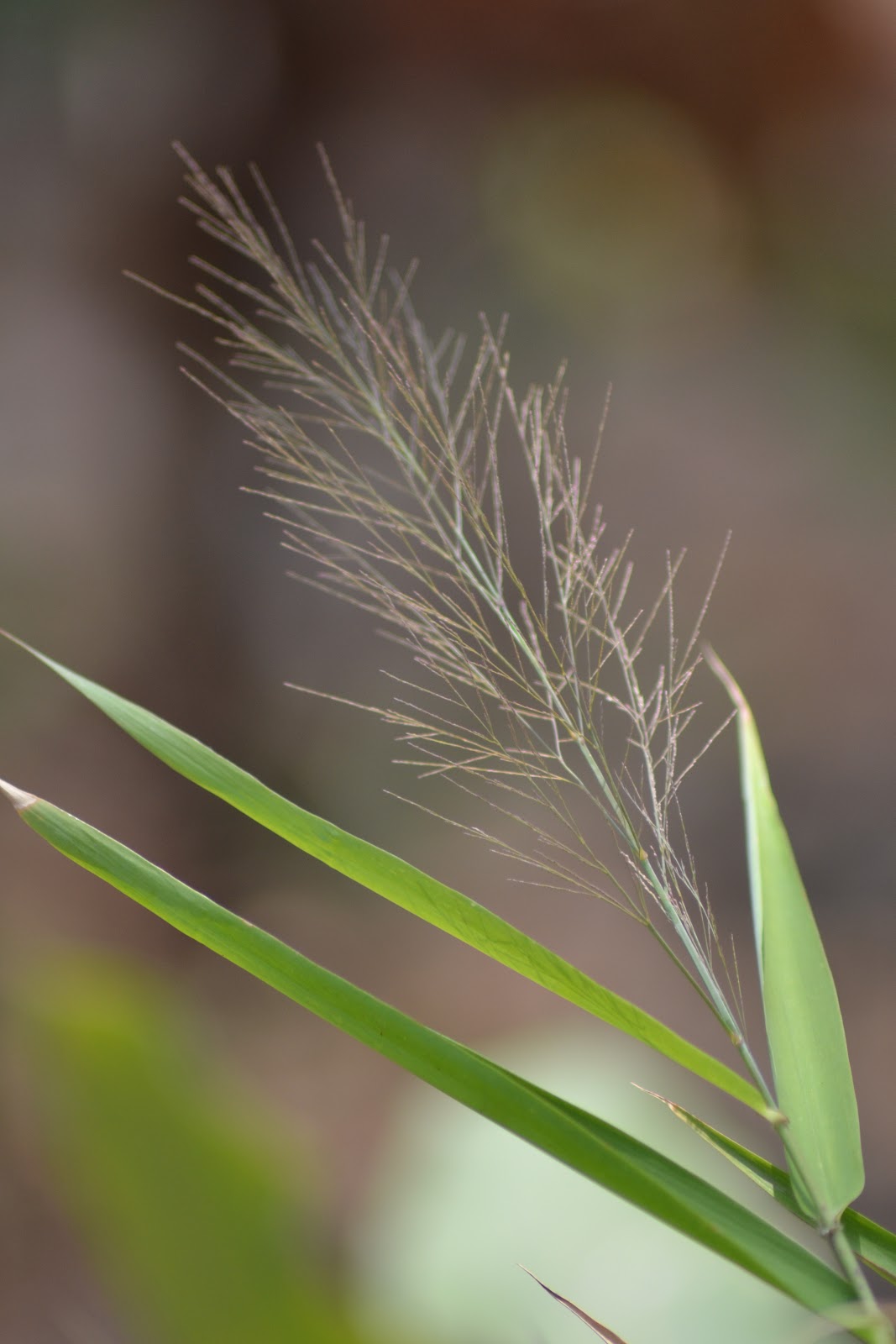 WWF-MSO: February 2012