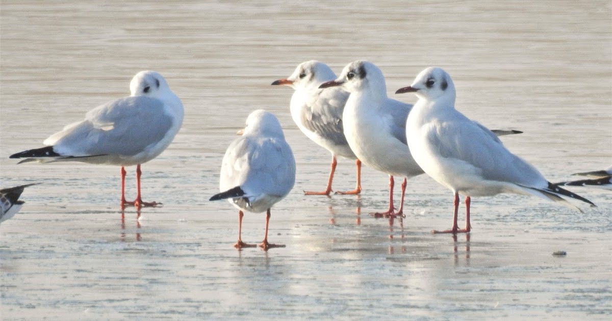 Nature Botherer : Frozen West Rise Marsh
