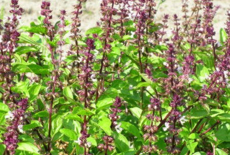 Anim Agro Technology: TANAMAN SELASIH - APA PERLU TAHU