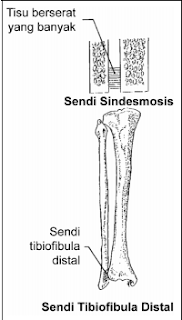 Apa Itu Sendi? - Definisi, Jenis-jenis dan Strukturnya - AJAR SUKAN