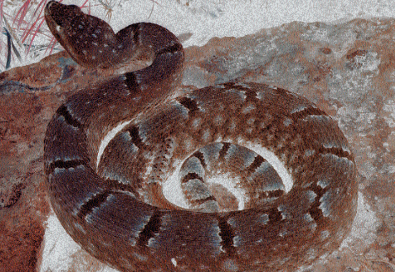 Aposematism - animal