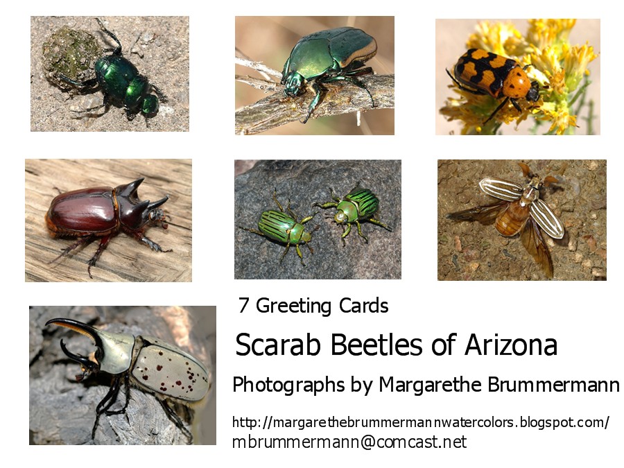 Arizona: Beetles, Bugs, Birds and more: July 2013