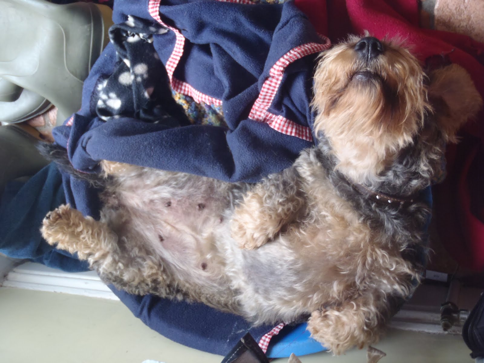 Confessions of an Oxfordshire stitcher: B,C,D:Boofle, Crochet and Dogs!