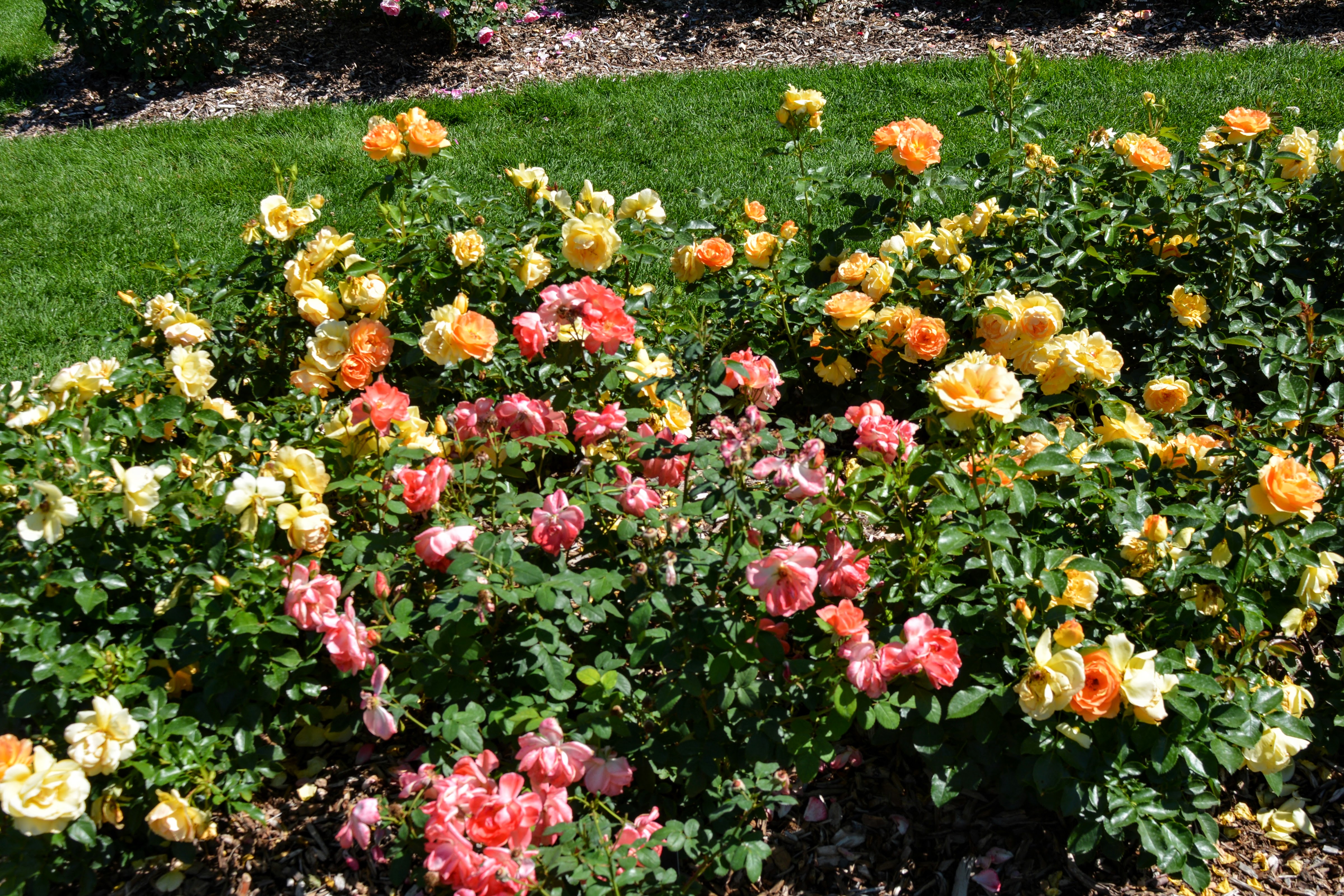 Mille Fiori Favoriti: The War Memorial Rose Garden in Littleton, Colorado