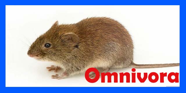 Inilah 50+ Pengertian Hewan Herbivora Karnivora Dan Omnivora