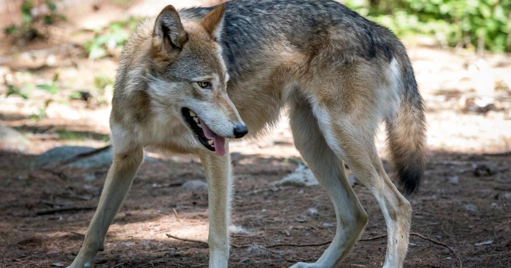 Getting to know the wolf