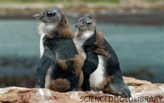 THE WORLD GEOGRAPHY: 12 Countries Where Penguins Are Native