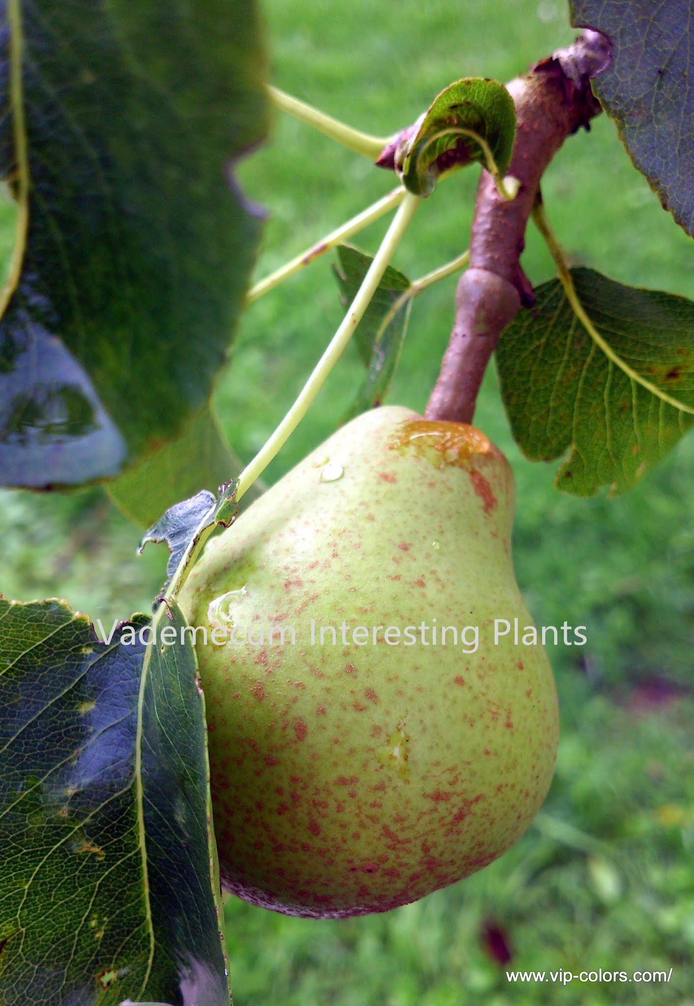 Vademecum Interesting Plants: Pyrus - Grusza (gatunki) - Peer (soorten)