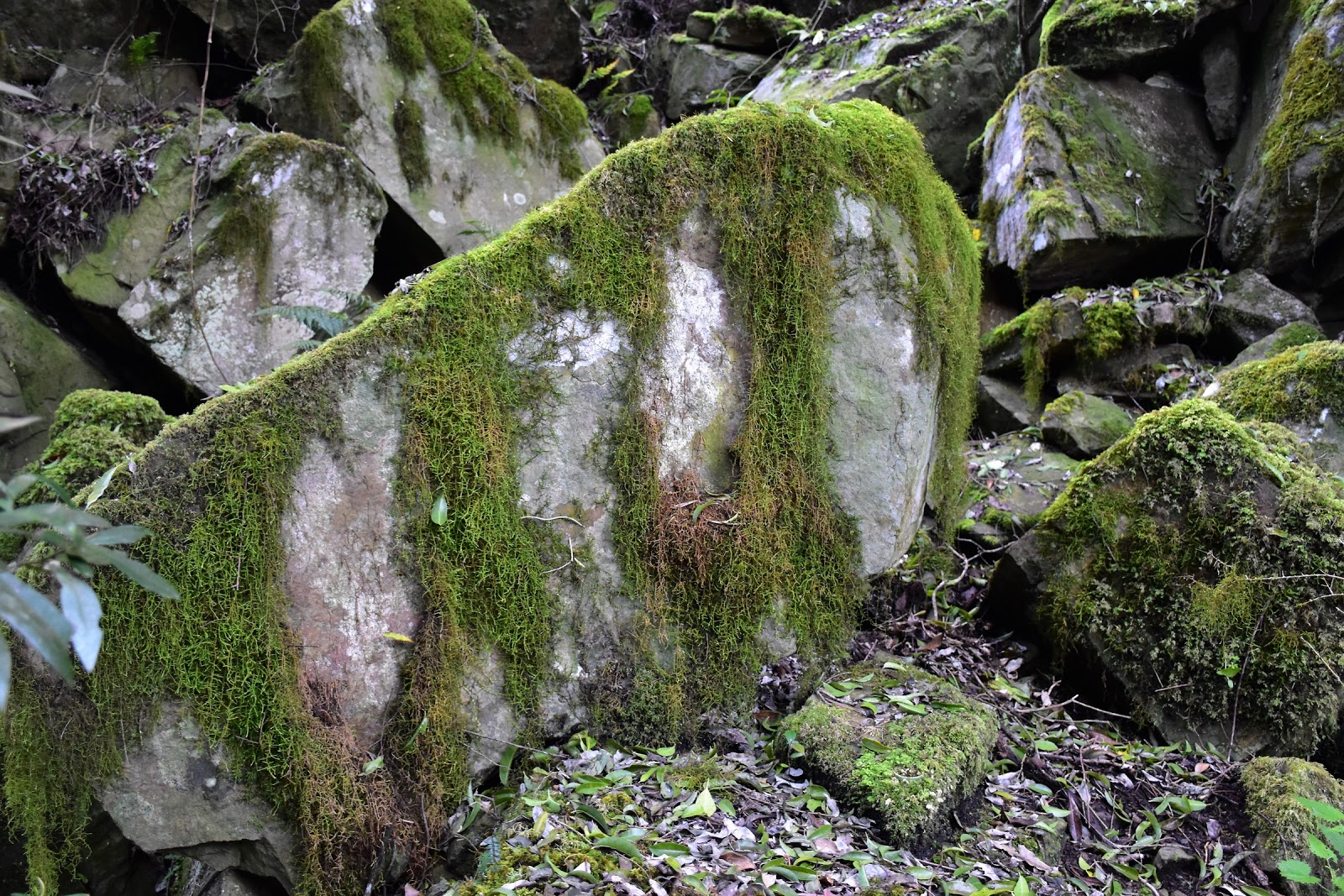 Goin' Feral One Day At A Time: Den of Nargun, Mitchell River National ...