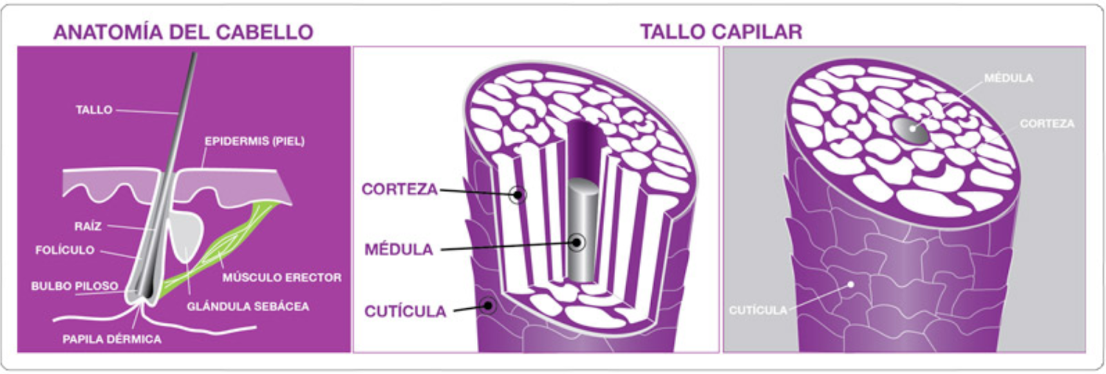 ¿QUE ES EL CABELLO?